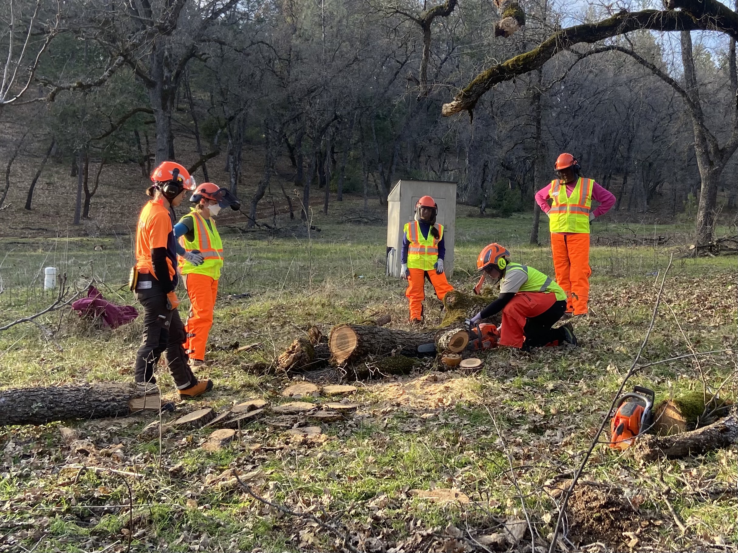 WIA – WCISA First Chainsaw Safety & Cutting Techniques Workshop Report ...